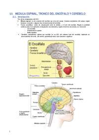 Tema 13 MÉDULA ESPINAL, TRONCO ENCEF. Y CEREBELO - Docsity