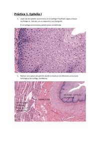 Los tejidos Biología - Docsity