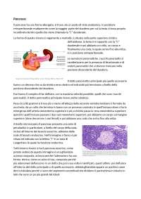 Pancreas esocrino (anatomia specifica) - Docsity