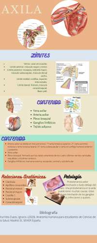 Axila, contenido e inervación - Docsity