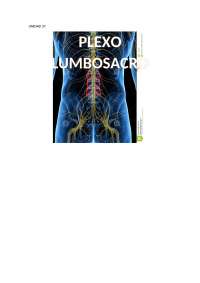 Resumen del plexo lumbo sacro - Docsity
