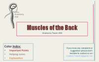 Muscles of the Back Anatomy Slides - Docsity
