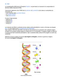 La struttura del DNA - Docsity