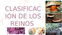 Clasificacion de los reinos - Docsity