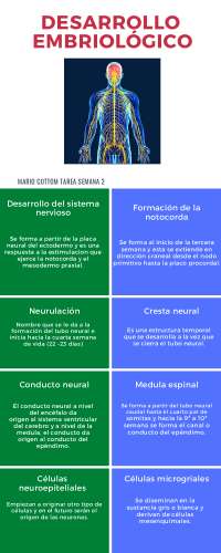 Desarrollo embriológico y división del sistema nervioso. - Docsity