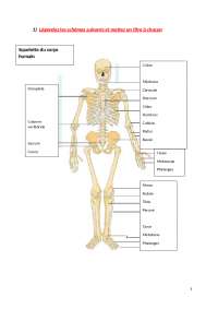 Schéma de révision corps humain - Docsity