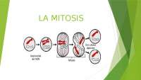 LA MITOSIS ¿Qué es la mitosis Cariocinesis Fases del cicl - Docsity