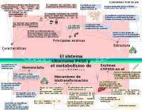 Sistema de citocromo p450 - Docsity