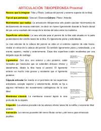 ART tibioperoneal proximal. | Ejercicios de Anatomía | Docsity