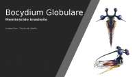 Bocydium Globulare - Docsity