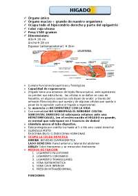 Bazo, hígado, sobre su forma, contenido, dimensiones, características ...