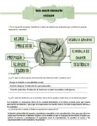 REPRODUCTOR MASCULINO PRACTICA - Docsity