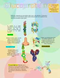 Glucolípidos y Glucoproteínas - Docsity