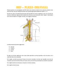 Resumen-Apunte sistema nervioso periférico y plexo cervical - Docsity