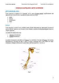 Anatomia dell'arto superiore e cingolo scapolare - Docsity
