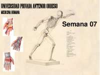 MUSCULOS DE LA MANO, REGION TENAR E HIPOTENAR | Diapositivas de ...