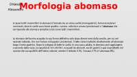 Abomaso ruminanti bovino - Docsity