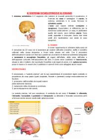 Anatomia del cranio- scheletro assile. - Docsity