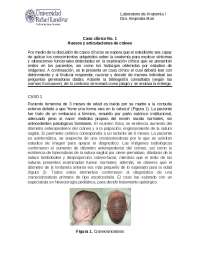 Guía de cráneo numero 1 | Guías, Proyectos, Investigaciones de Anatomía | Docsity