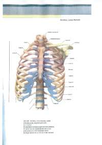 Borstkas, cavea thoracic | Anatomie - Docsity