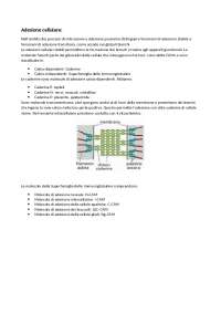 Fenomeni di adesione cellulare - Docsity