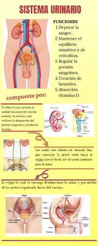 Infograma sistema Urinario - Docsity