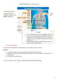 Anatomia componente assile - Docsity