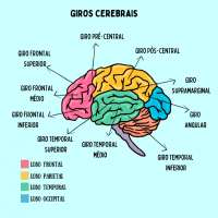 MAPA MENTAL DOS GIROS CEREBRAIS - Docsity
