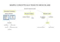 MAPPA CONCETTUALE TESSUTO MUSCOLARE - Docsity