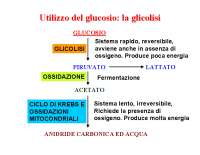 Glicolisi - sintesi del Glucosio - Docsity
