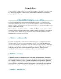 LA ADULTEZ, CAMBIOS BIOLOGICOS EN LOS ADULTOS - Docsity