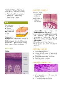 Tejido tegumentario. - Docsity