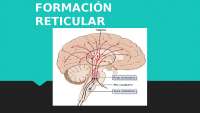 Formación reticular - Docsity