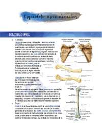Esqueleto Apendicular - Docsity