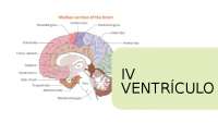 Presentación IV ventrículo - Docsity