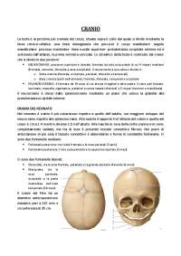Ossa del cranio (splancnocranio e neurocranio) - Docsity