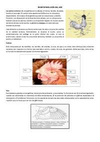 Anatomia y fisiologia del ave - Docsity