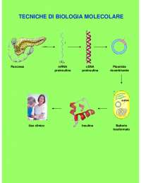 Laboratorio - Tecniche Biologia Molecolare | Appunti di Biologia Molecolare | Docsity
