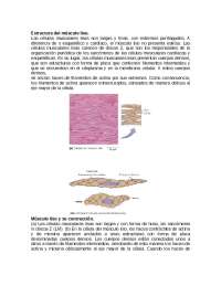Estructura del Musculo Liso - Docsity
