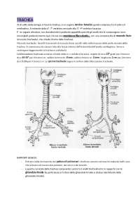 Riassunto anatomia trachea e faringe - Docsity