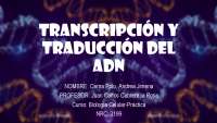 Mapa Conceptual de Transcripción y Traducción del ADN | Esquemas y mapas conceptuales de ...