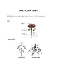 Apostila de morfologia vegetal - Docsity