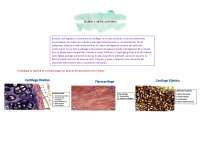 Tejido cartilaginoso - Docsity