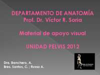 CD de Pelvis FMED Anatomía - Docsity