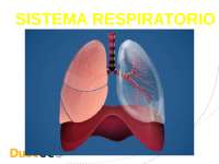 SISTEMA RESPIRATORIO - RESPIRAR COMPONENTES Definición de ESTERIL - Docsity