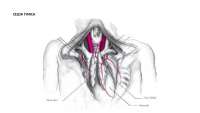 Celda timica..................................... - Docsity