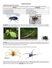 Museo de Bichos, exposición y diferencia insectos y arácnidos - Docsity