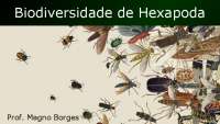 Aula de Entomologia sobre a ordem Hexapoda - Docsity