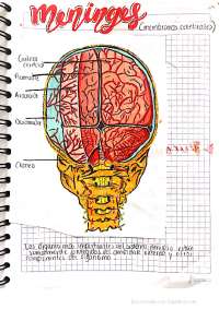 Meninges cerebrales:(Duramadre, Aracnoides y Piamadre) - Docsity