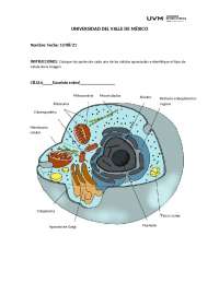 Célula eucariota y procariota - Docsity